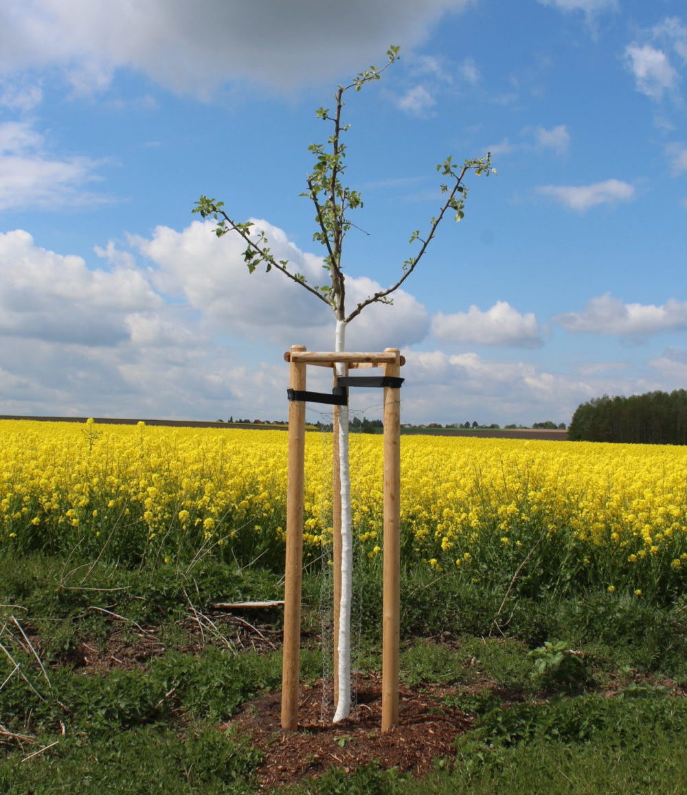 Pflanzung – Grundlage langen Baumlebens – Streuobstnetzwerk Ostthüringen
